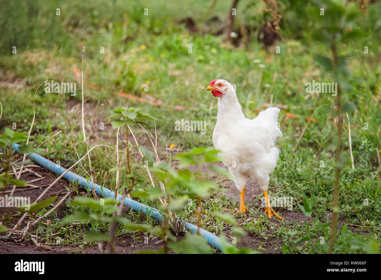 Chicken close-up. Adult hens, roosters, turkeys, teenage chickens on ...