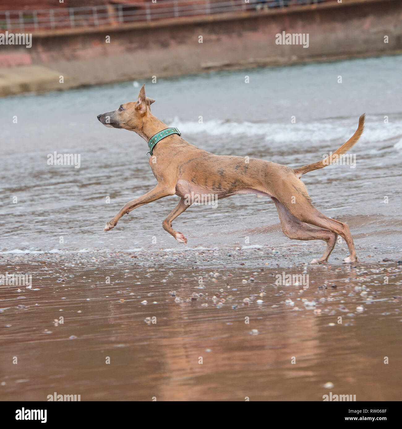 Whippet dogs running hi-res stock photography and images - Alamy