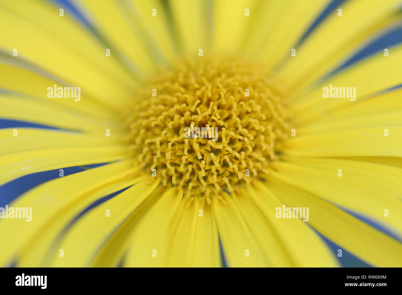 Stem limbs hi-res stock photography and images - Alamy