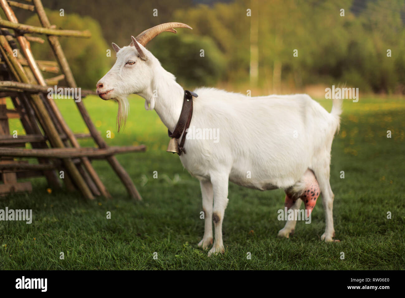 Female goat hi-res stock photography and images - Alamy