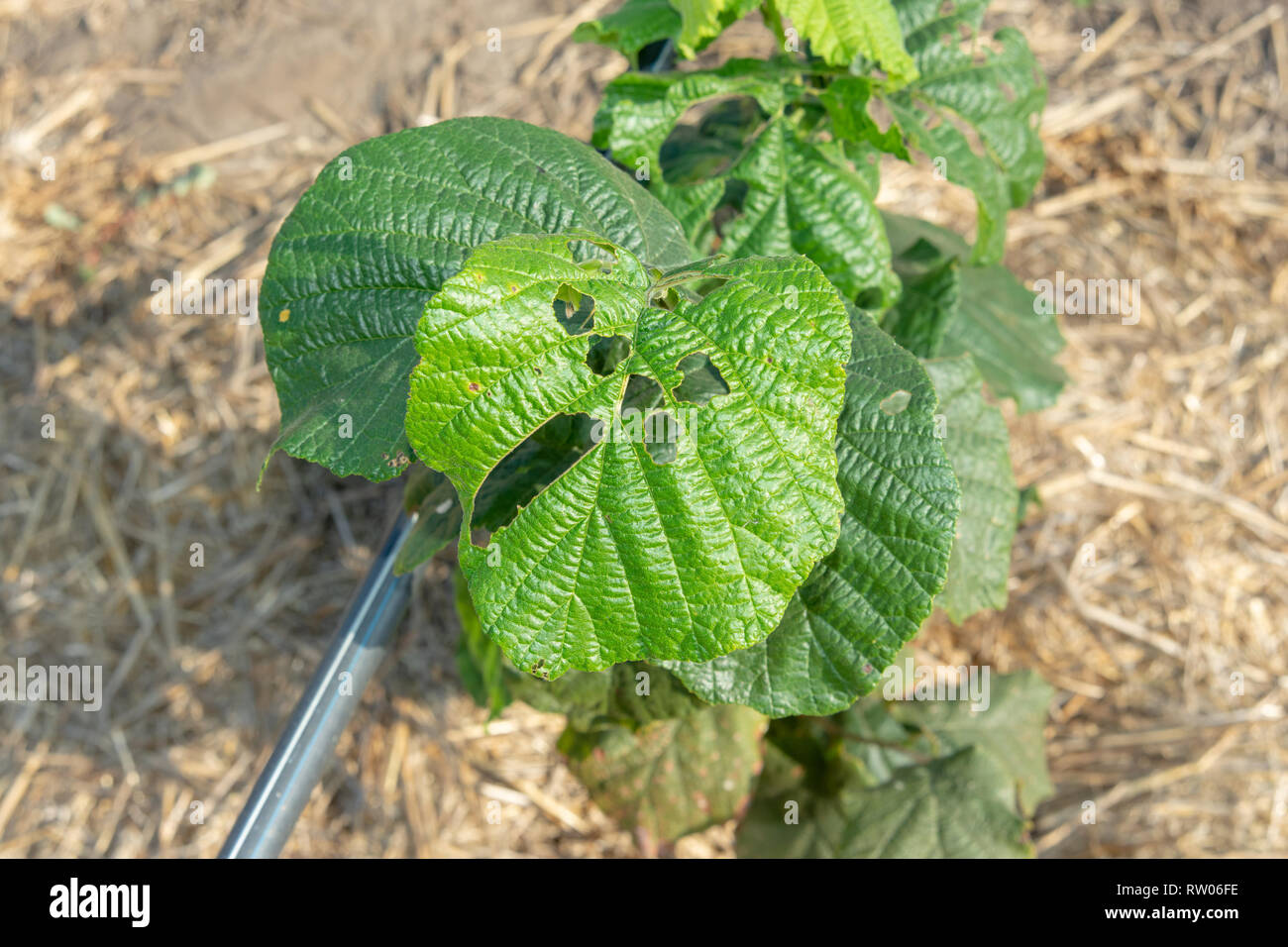 Diseases and pests of nuts and leaves of hazelnut bushes close-up ...