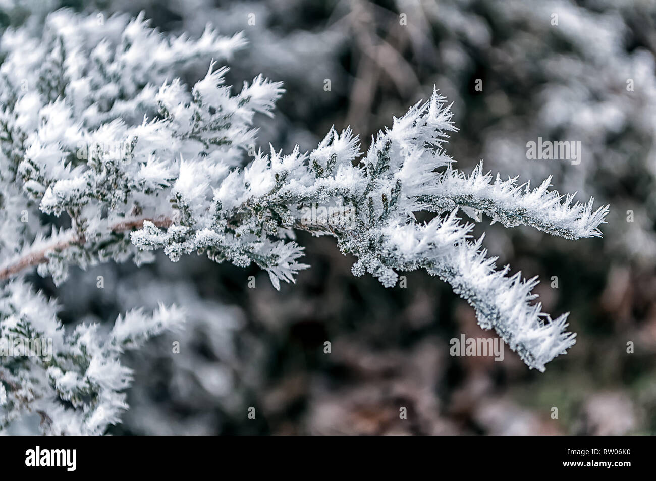 Frost on fir tree branches. Winter scene Stock Photo - Alamy