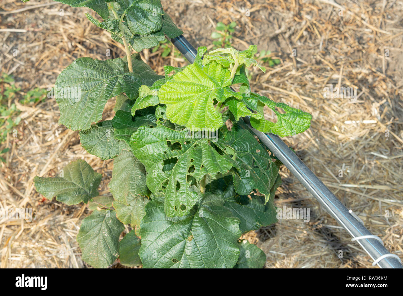 Diseases and pests of nuts and leaves of hazelnut bushes close-up ...