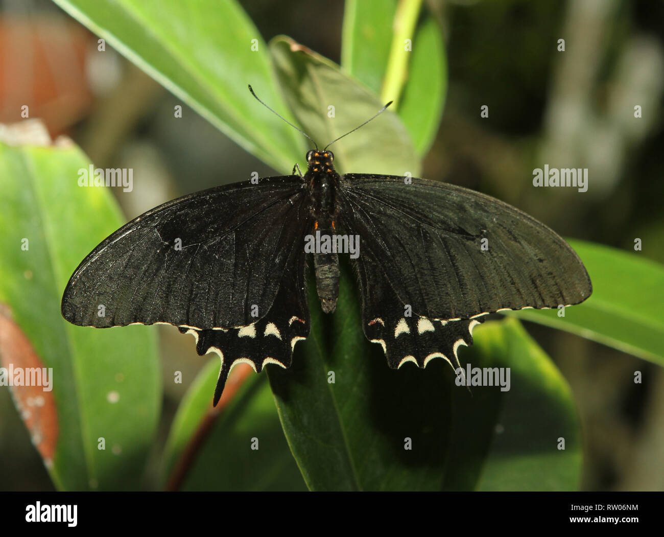Swallow tail buttefly Stock Photo - Alamy