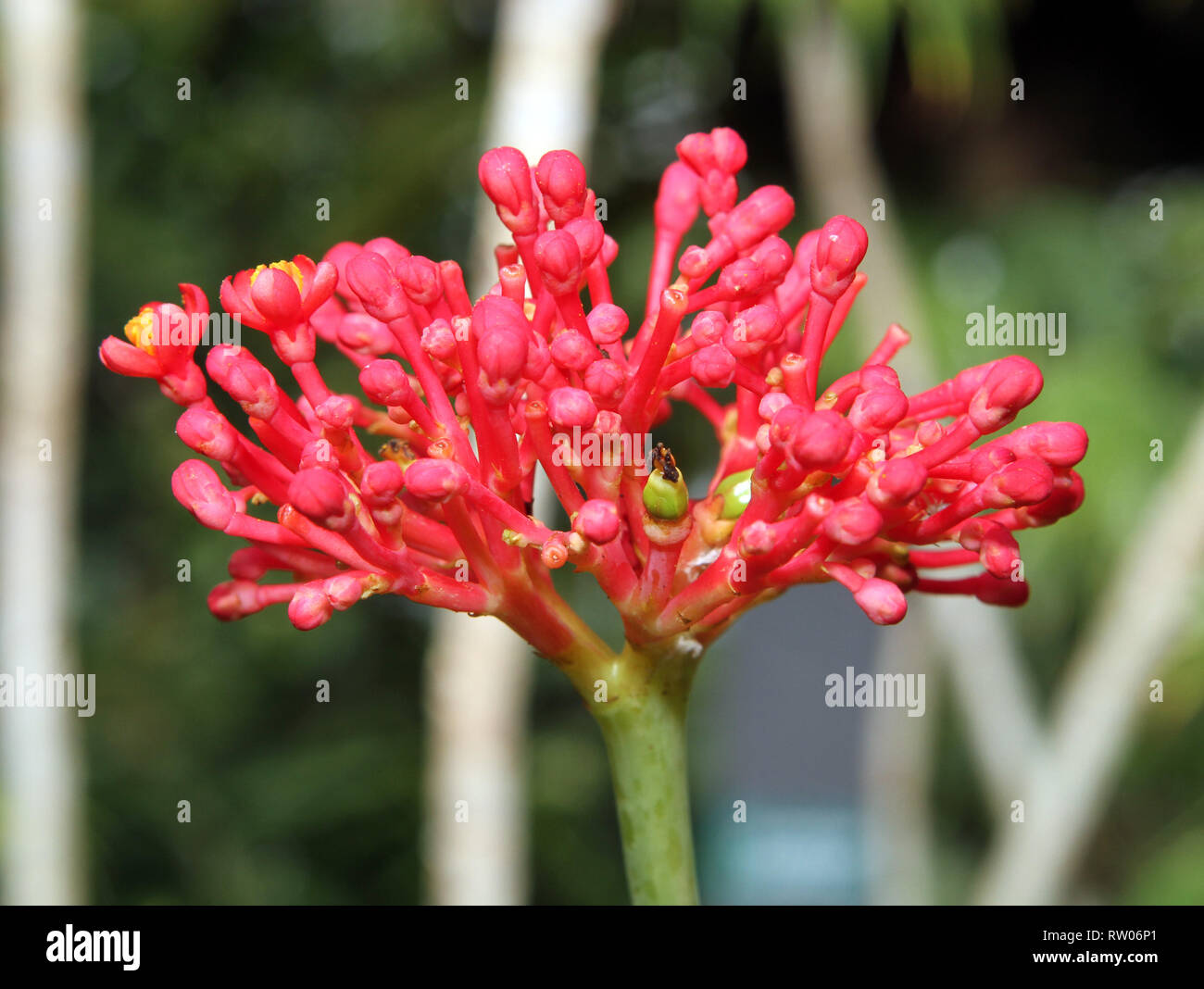 Rowan leaf butterfly hi-res stock photography and images - Alamy