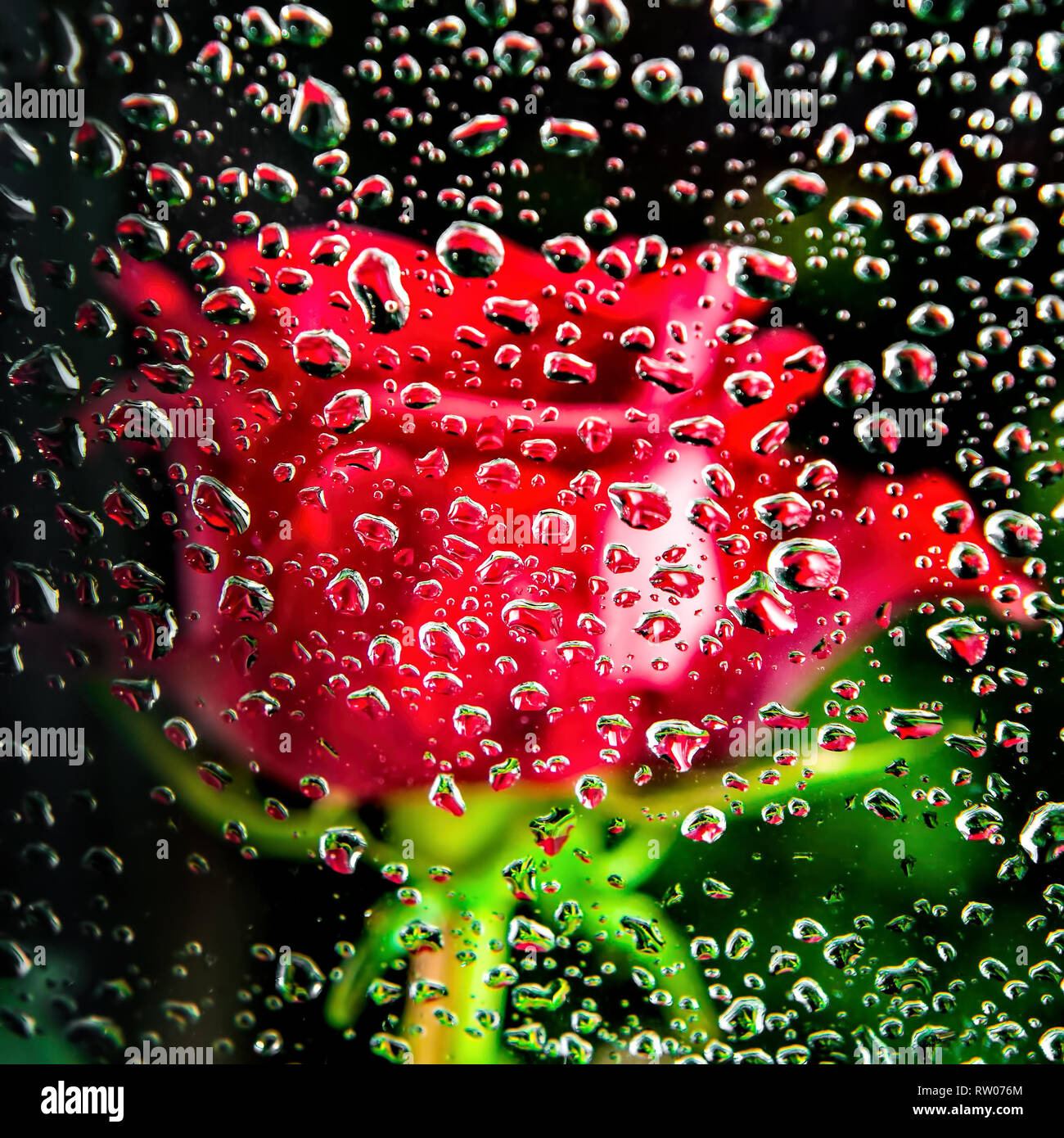Red rose behind glass of a window with water drops Stock Photo - Alamy