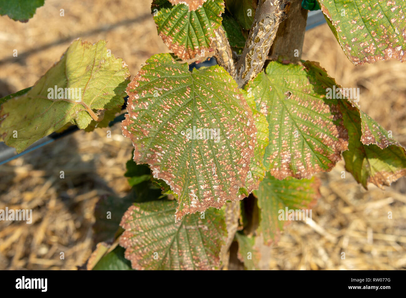 Diseases and pests of nuts and leaves of hazelnut bushes close-up ...