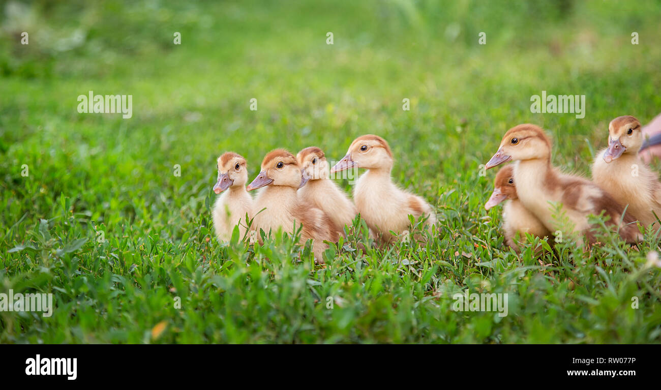 Divorce poultry. A group of young ducklings, teenage chickens in the ...