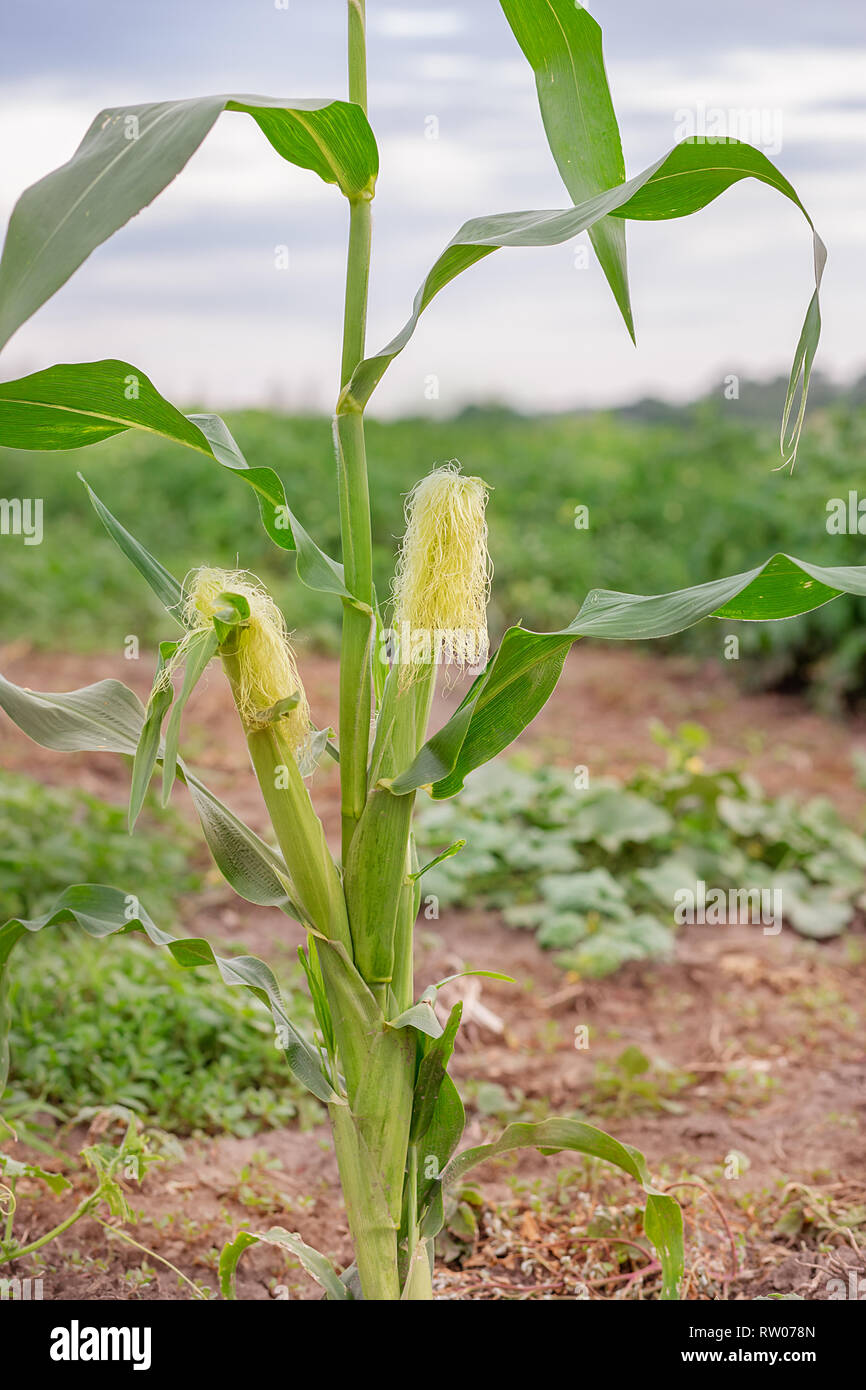 Young green corn bushes growing in the garden, growing crops Stock ...