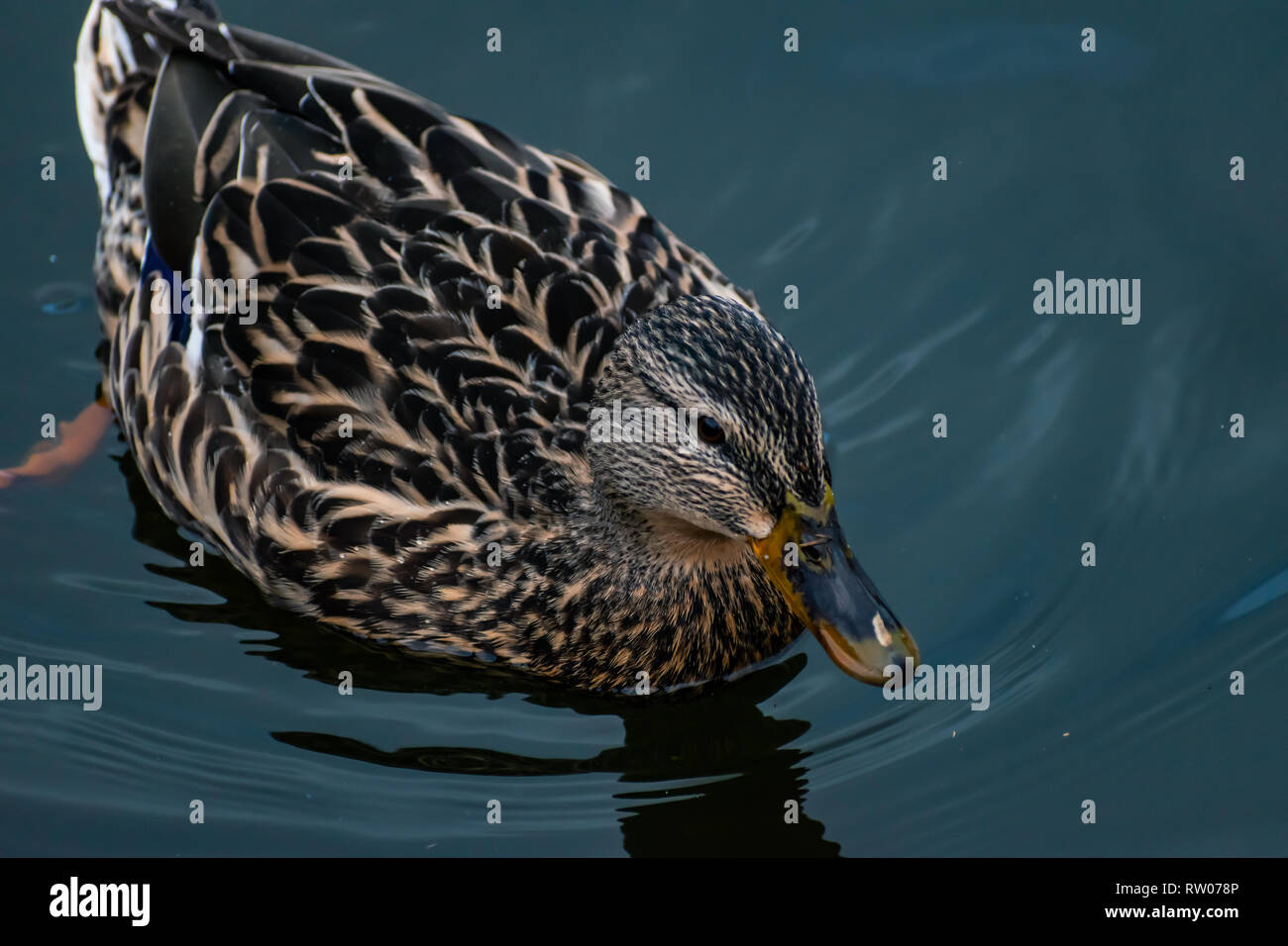 Female mallard duck floating on water Stock Photo - Alamy