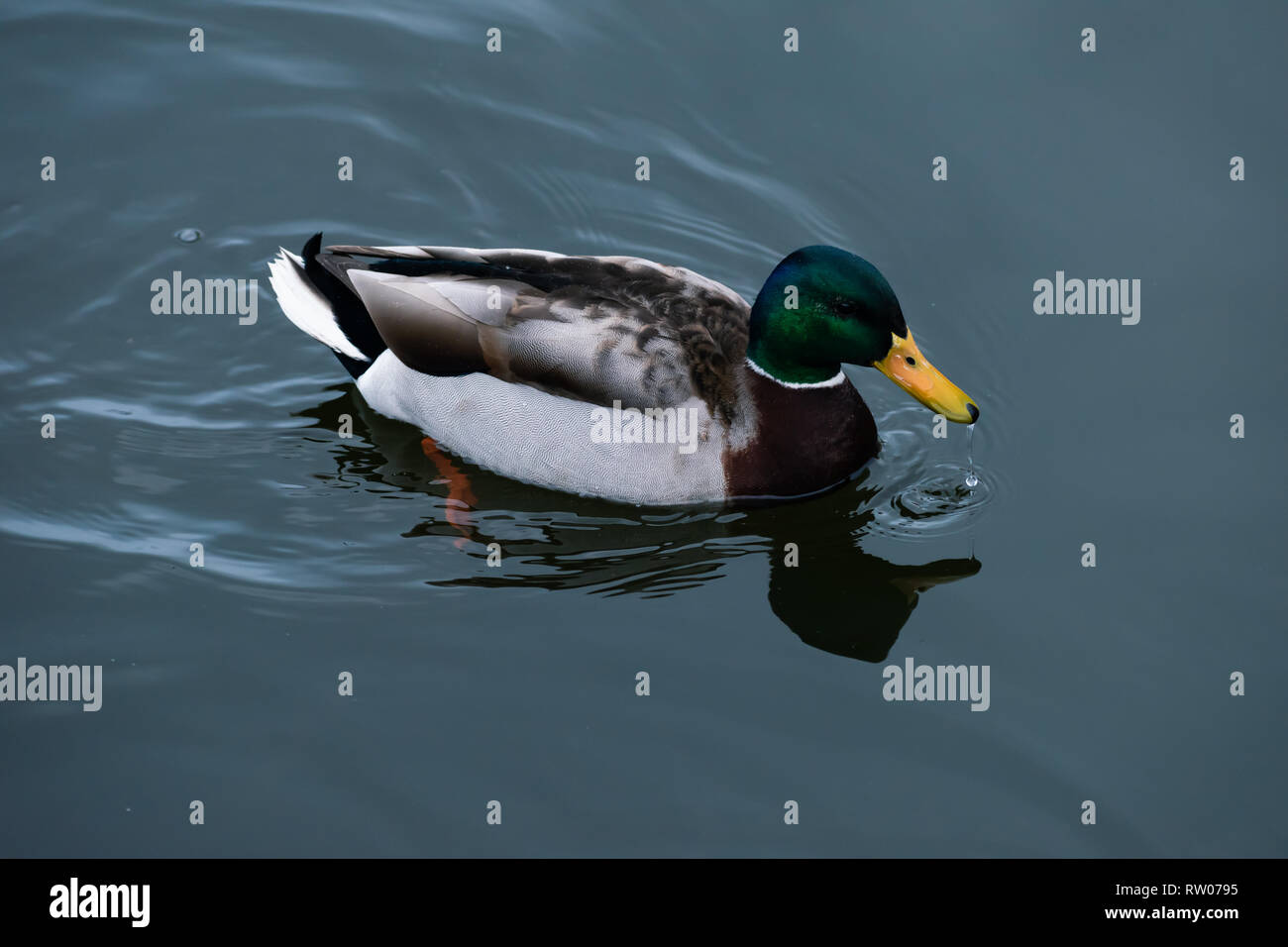 Duck beak hi-res stock photography and images - Alamy