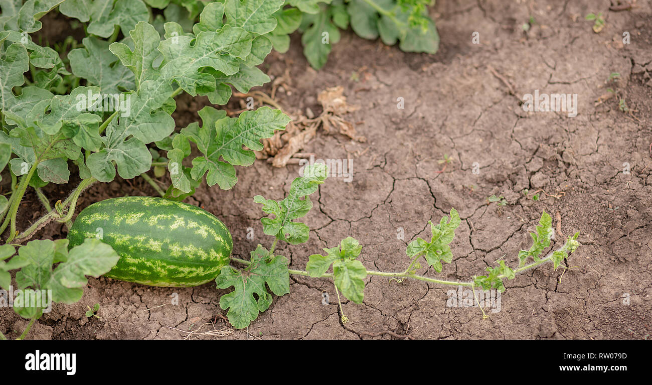 Watermelon genetics hi-res stock photography and images - Alamy