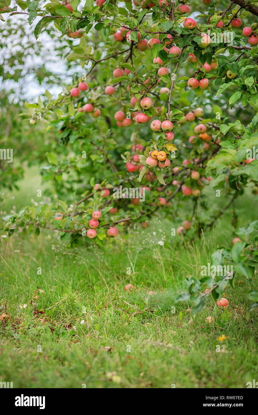 Young apples on a tree in the garden. Growing organic fruits on the ...