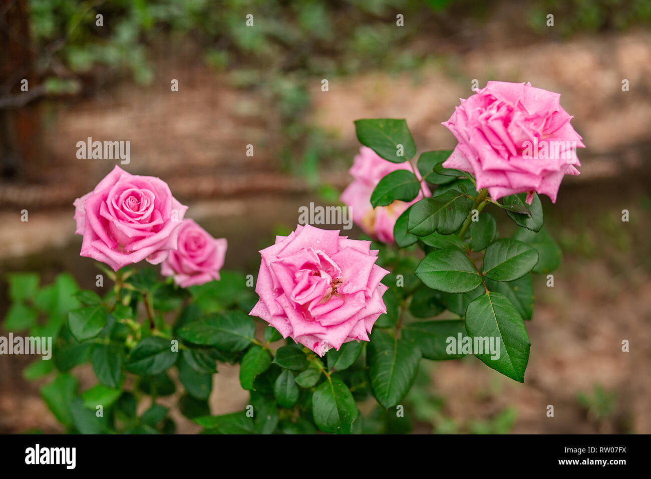 Beautiful roses in the garden, growing different varieties of flowers ...