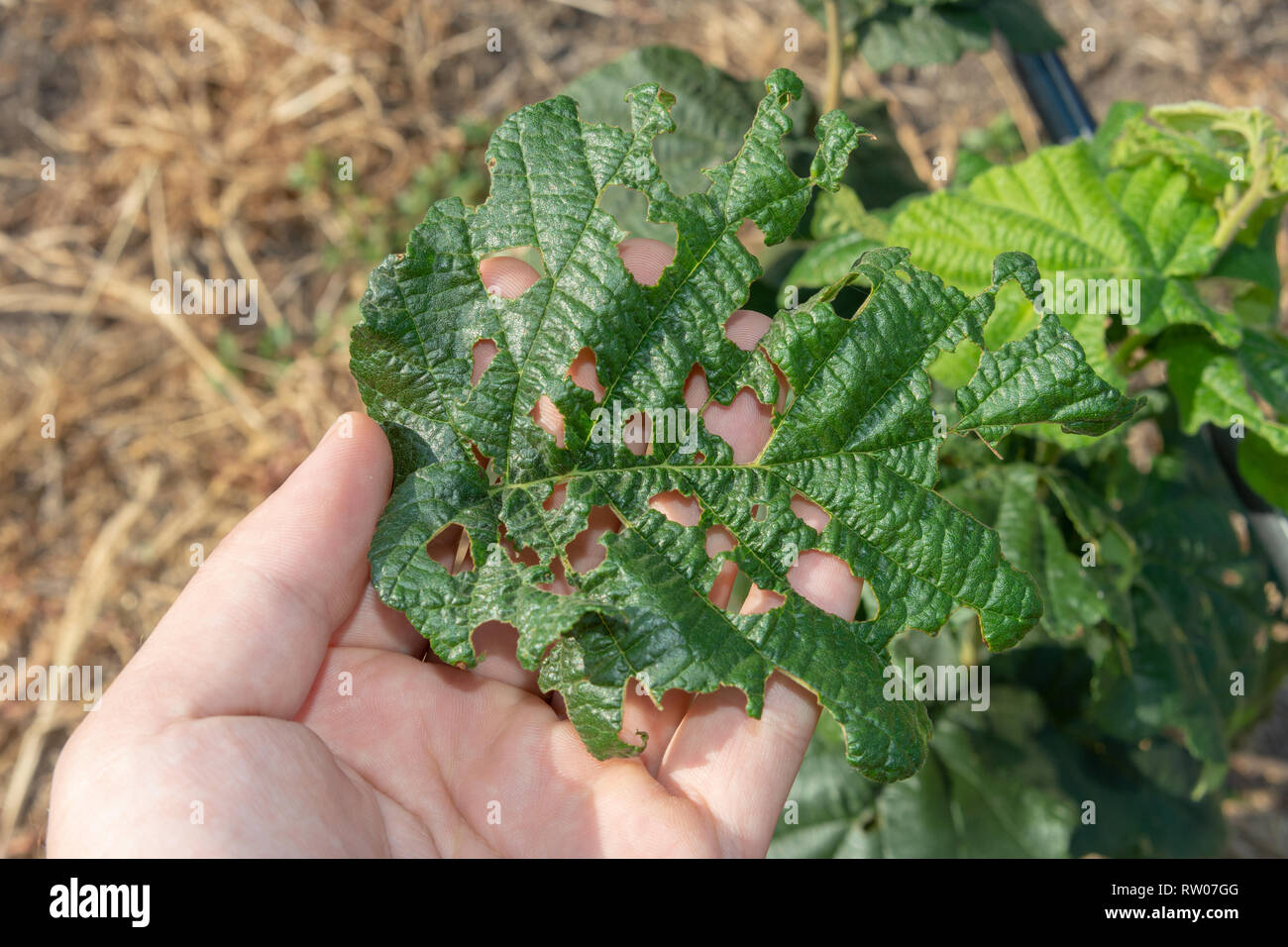 Walnut caterpillar moth hi-res stock photography and images - Alamy