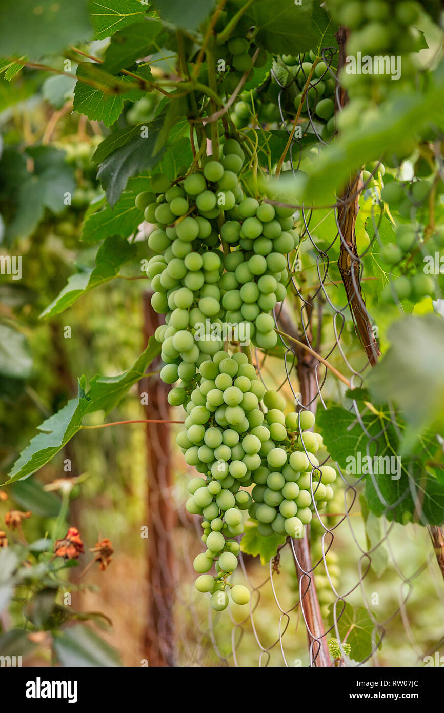 Green young wine grapes in the vineyard. Beginning of summer close up ...