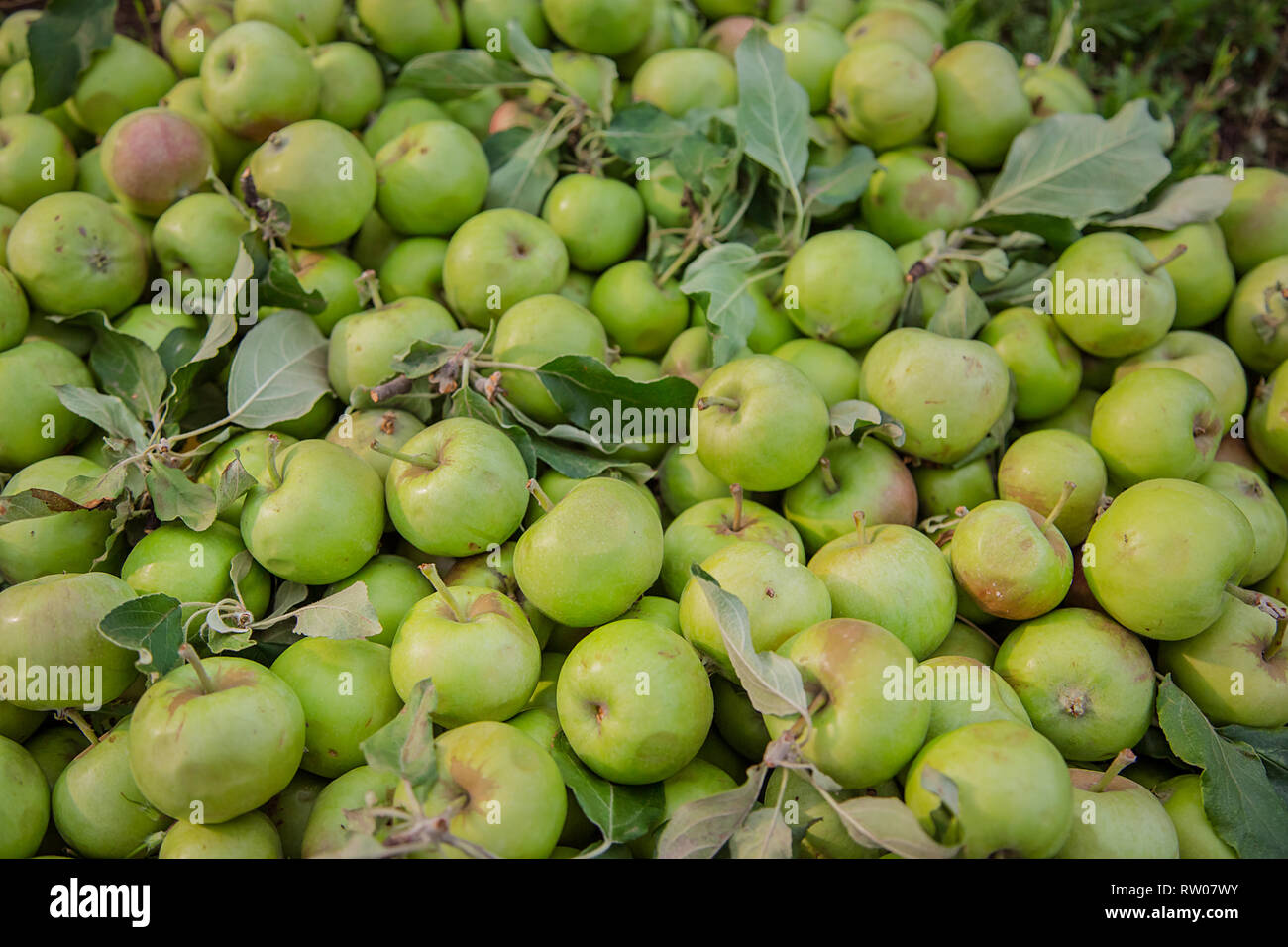 Spoiled green apples lie on the ground among the leaves in the garden ...