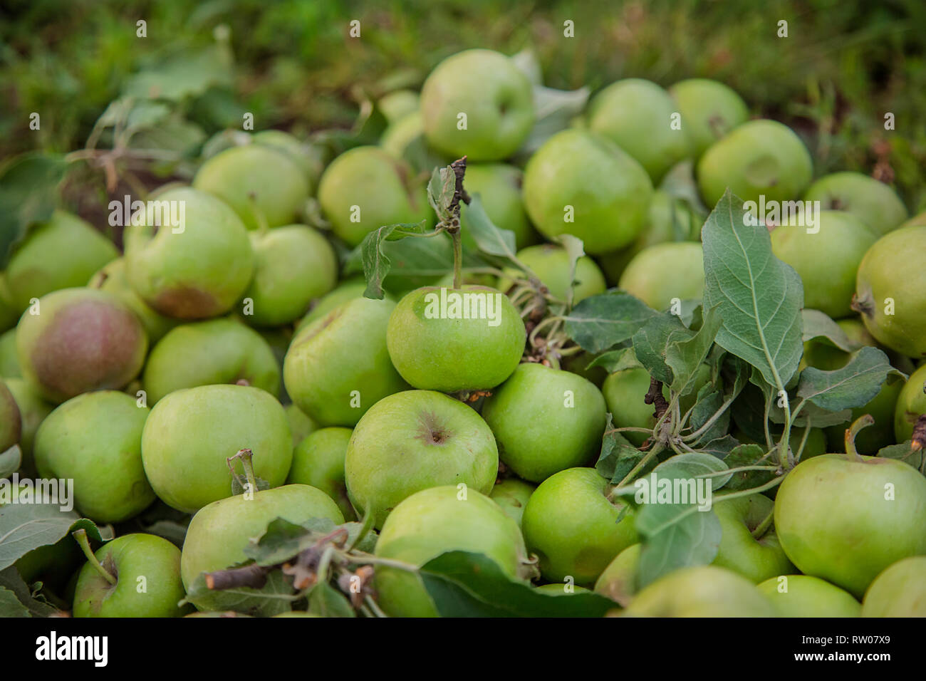 Spoiled green apples lie on the ground among the leaves in the garden ...