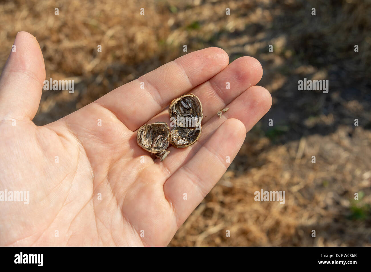 hazelnuts in the hand are damaged by parasites and diseases of rot ...