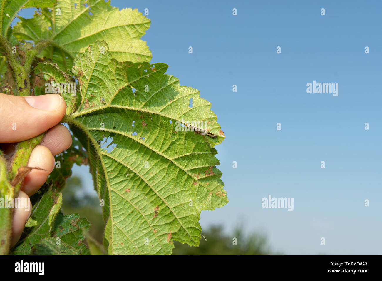 Walnut caterpillar moth hi-res stock photography and images - Alamy
