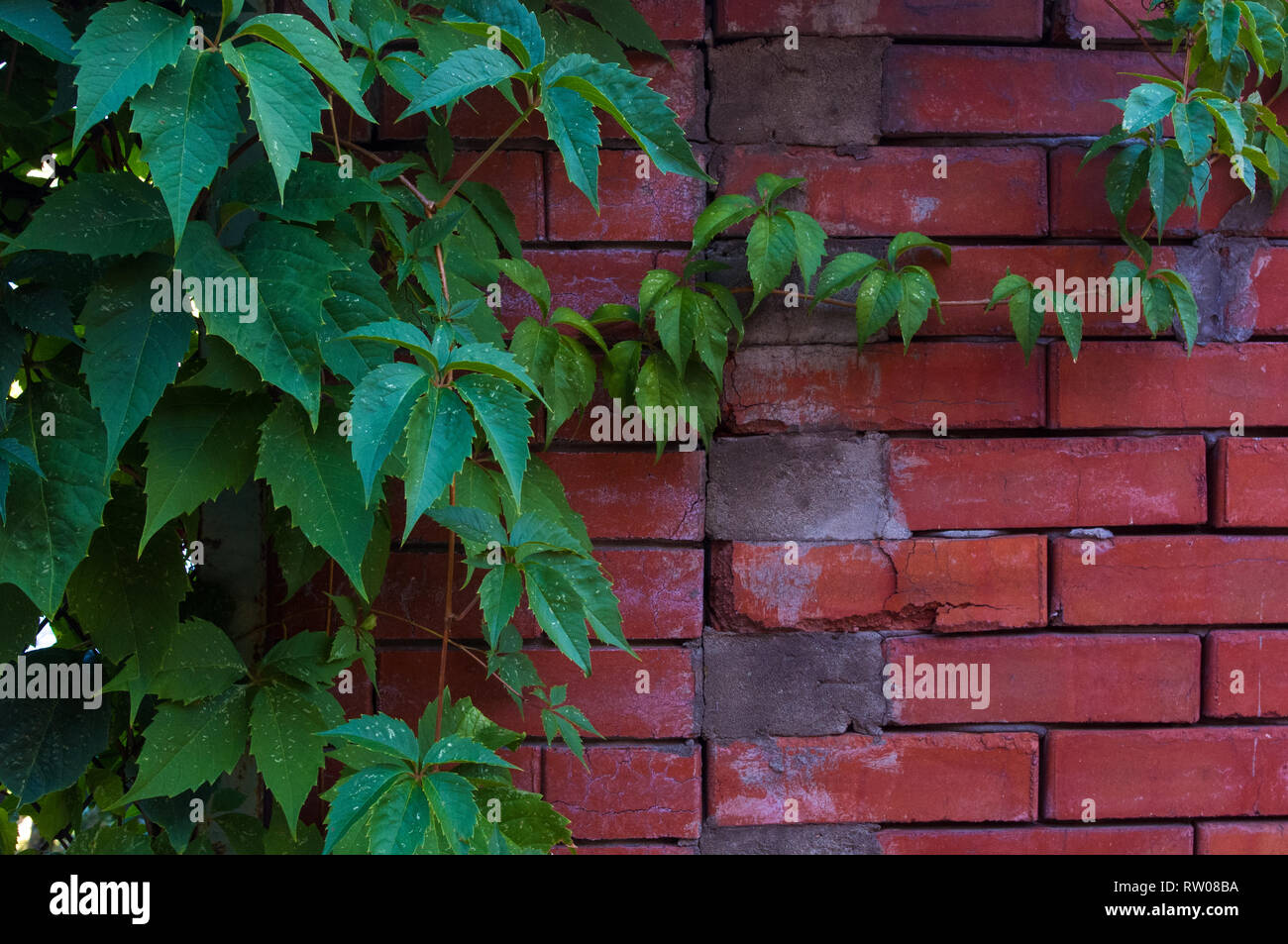 Aged old rough dark red brick wall with wild grape shoots, brick blocks ...