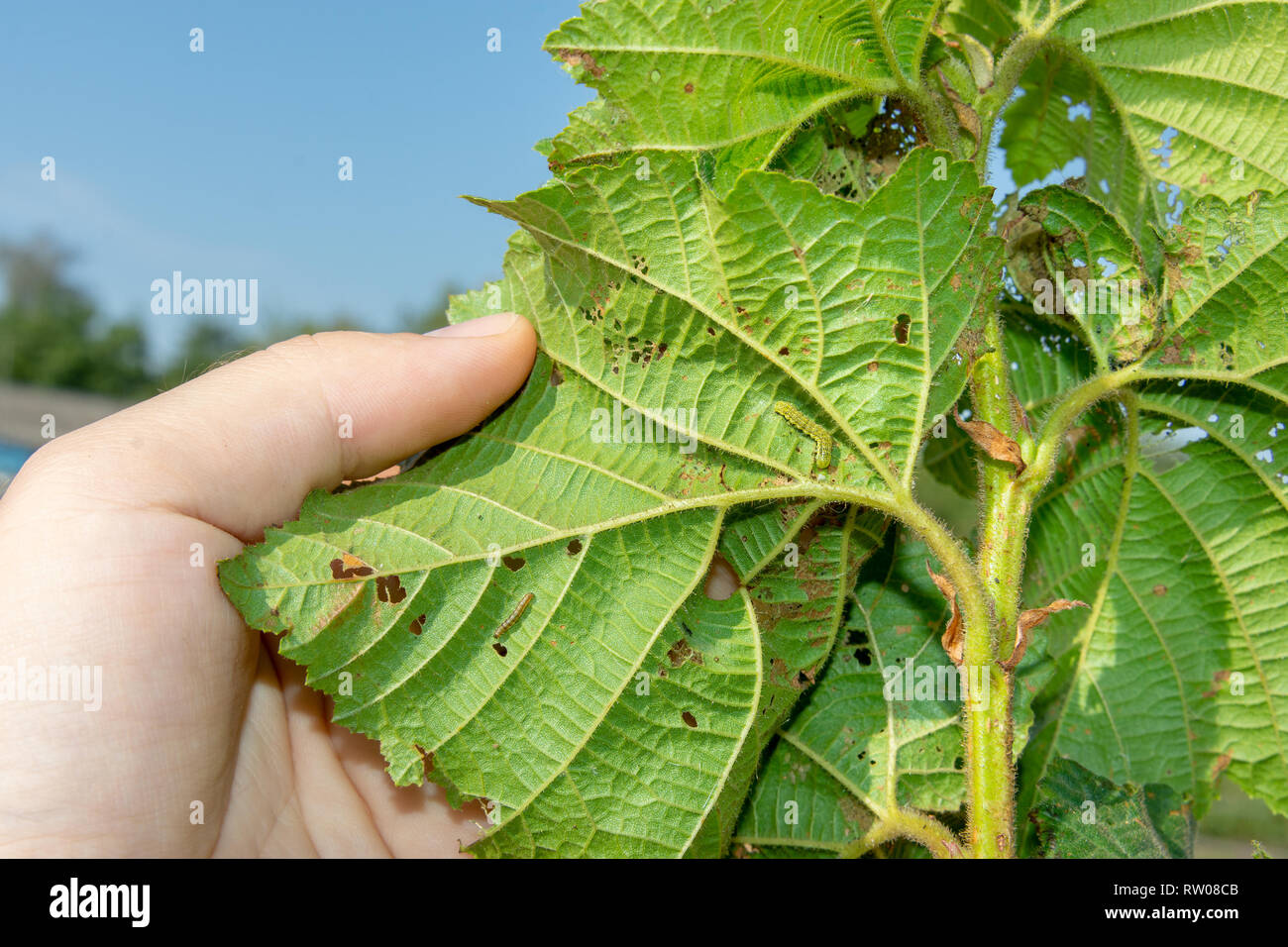 larvae caterpillar eats hazelnut nut leaves close-up macro. Walnut ...