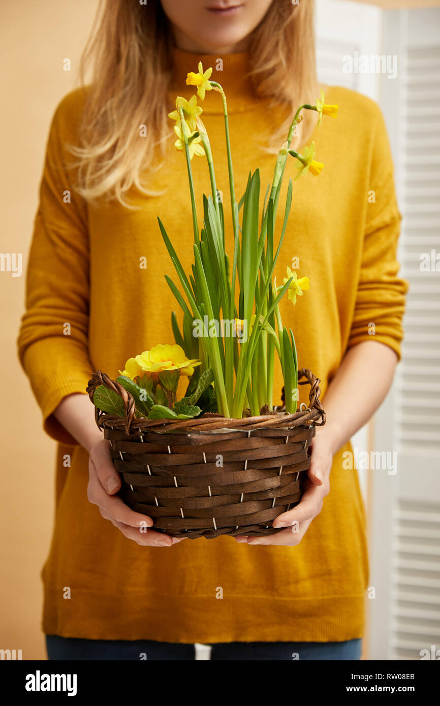 cropped view of woman in sweater holding daffodils Stock Photo - Alamy