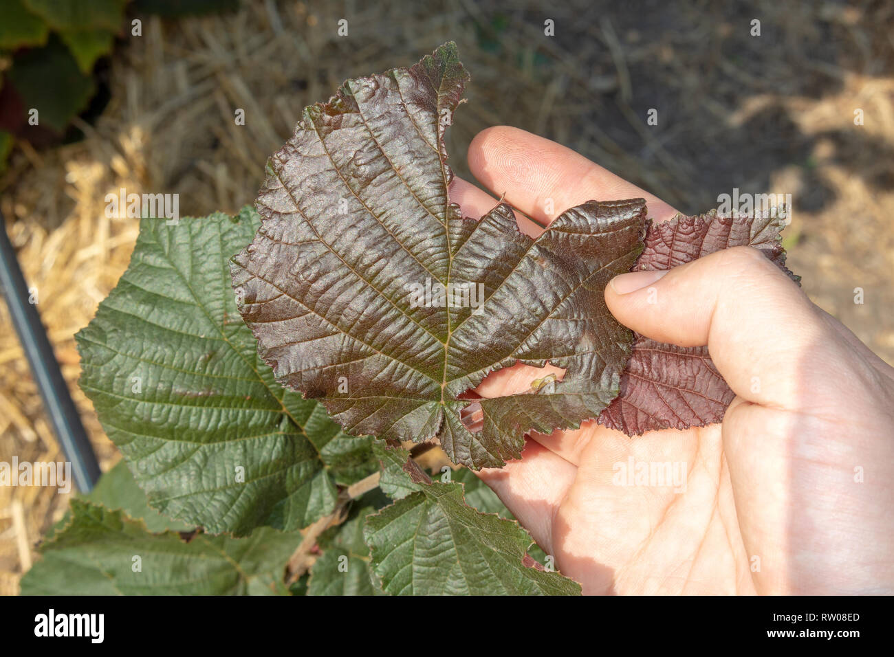 Walnut caterpillar hi-res stock photography and images - Alamy