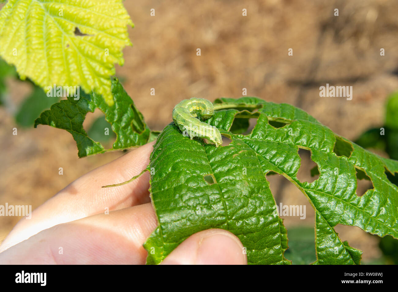 larvae caterpillar eats hazelnut nut leaves close-up macro. Walnut ...