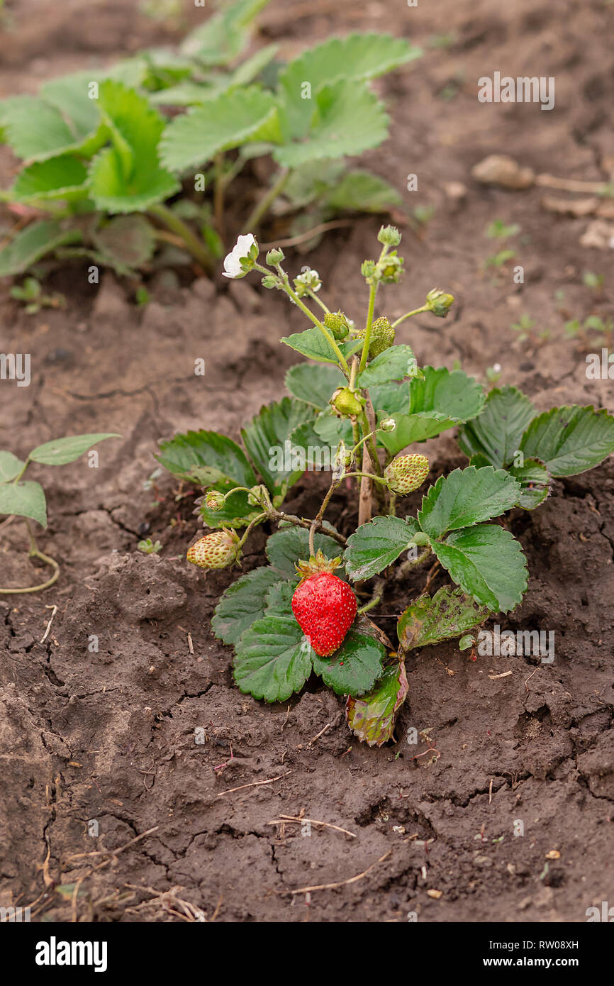 Red ripe strawberries on a thin stalk of a green bush on the ground ...
