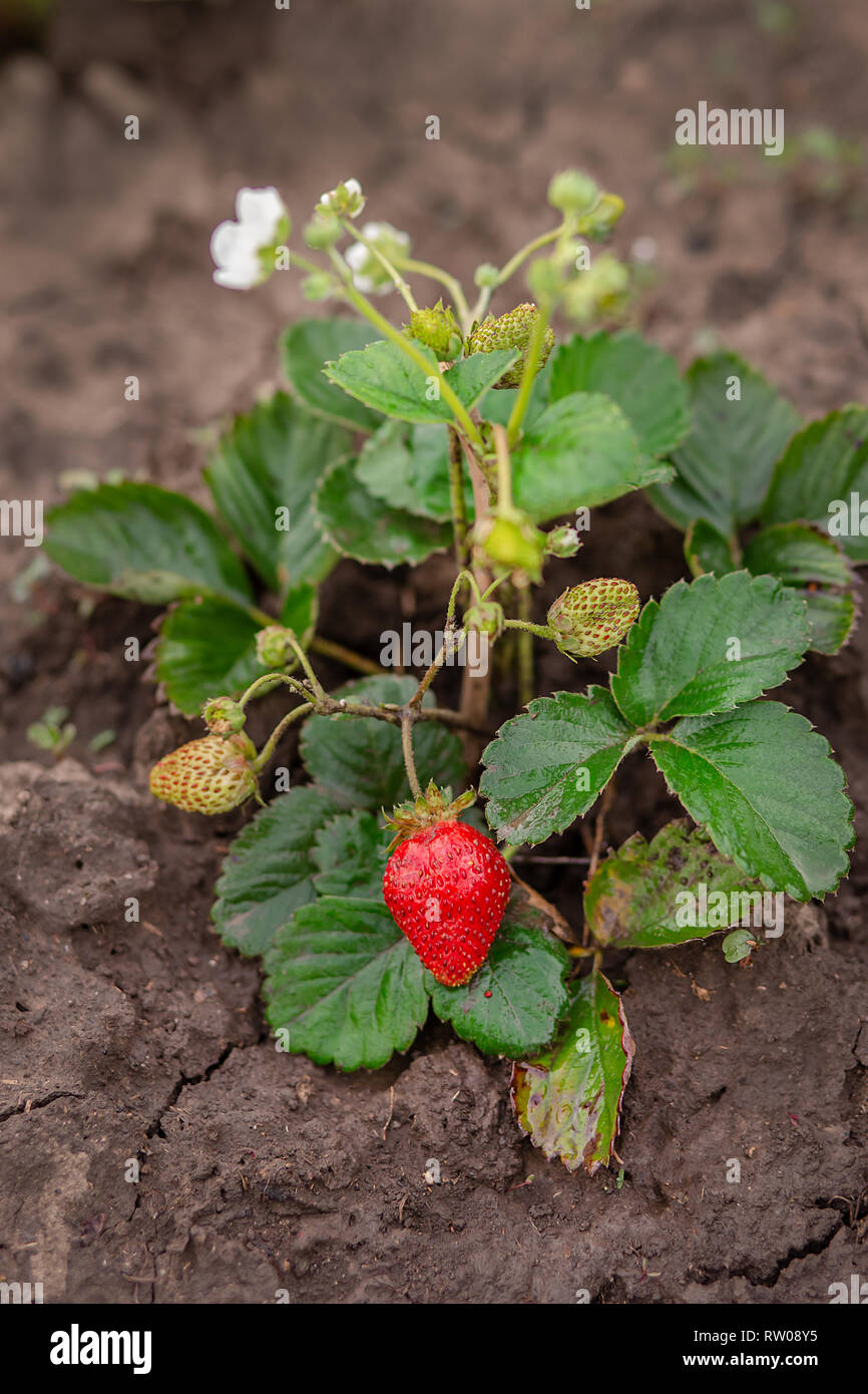 Red ripe strawberries on a thin stalk of a green bush on the ground ...