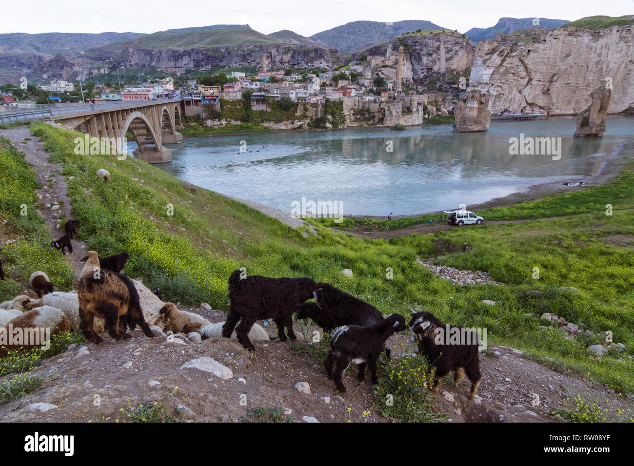 Hasankeyf, Batman province, Turkey : A flock of sheep grazes opposite ...