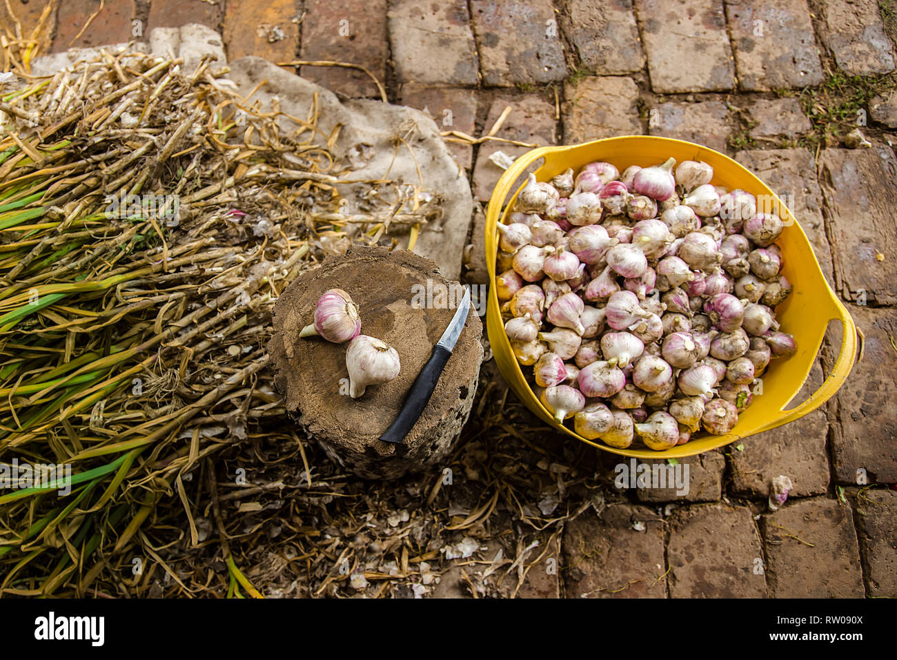 Harvesting, drying and processing garlic on the farm, for convenience ...