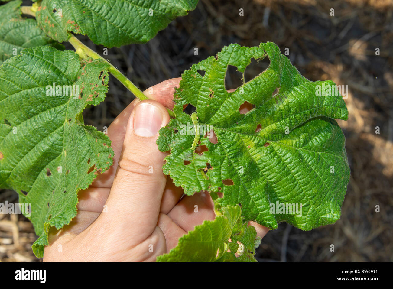 Eats walnut tree hi-res stock photography and images - Alamy