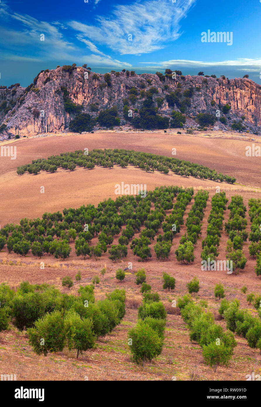 Mountainous olive tree's hi-res stock photography and images - Alamy