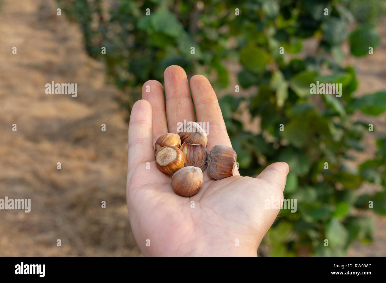 Closeup of hazelnuts piled in the palm of hand against the background ...