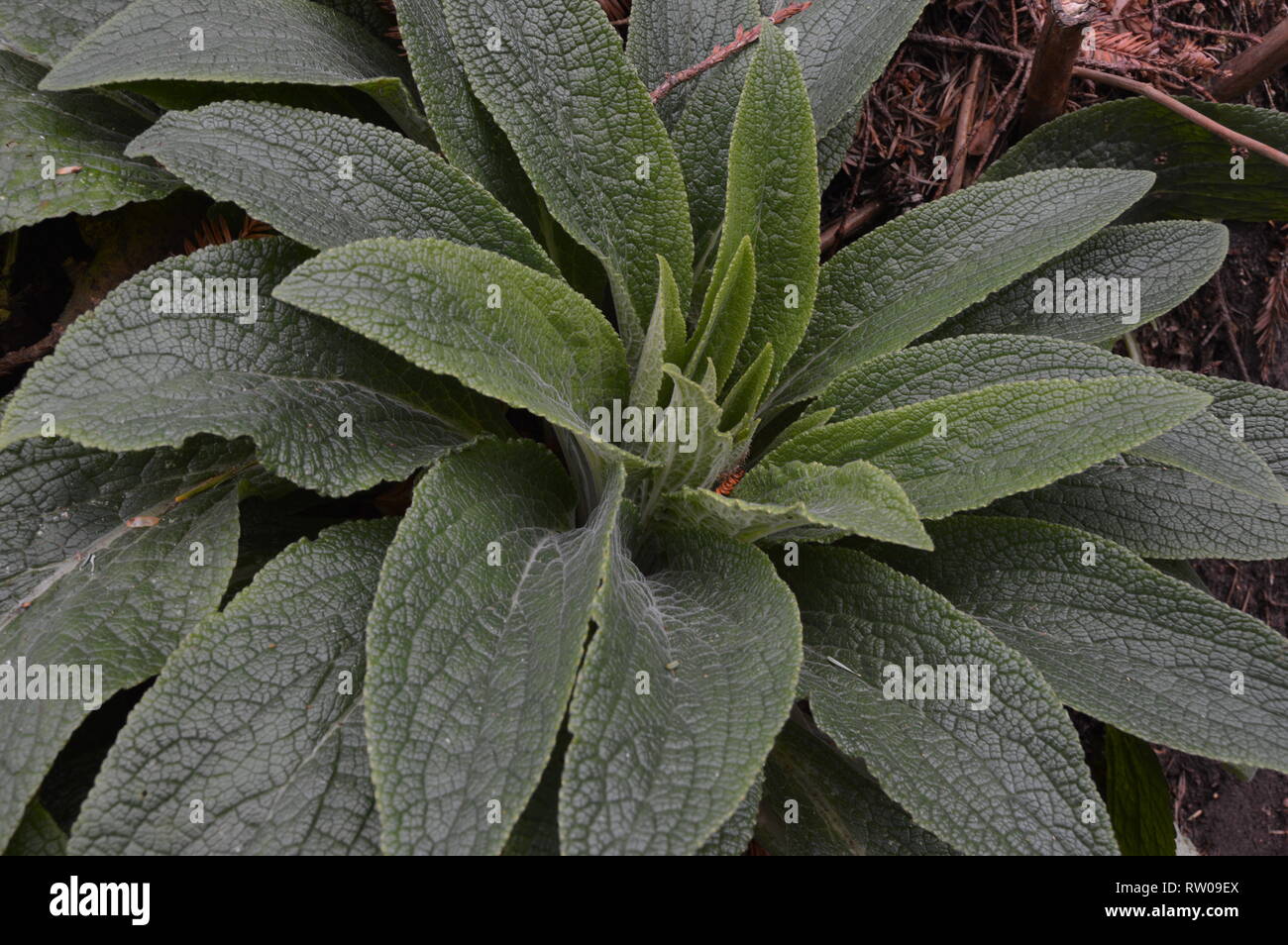 Digitalis purpurea, Foxglove, on 21 Feb 2019Silverburn Park, Leven ...
