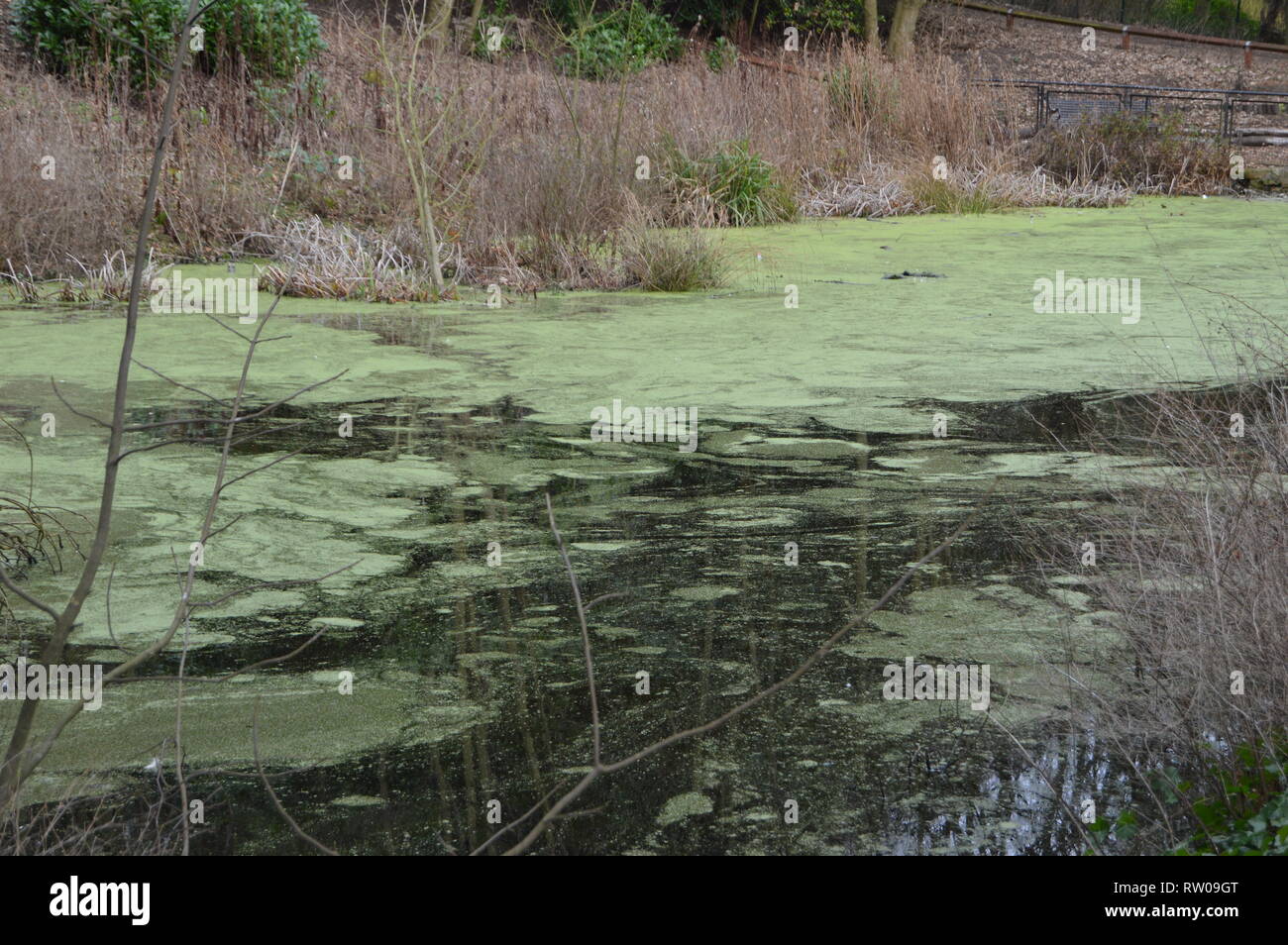 Retting flax hi-res stock photography and images - Alamy