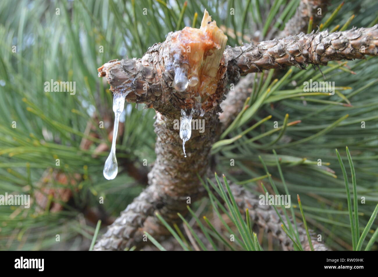 Damaged stem hi-res stock photography and images - Alamy