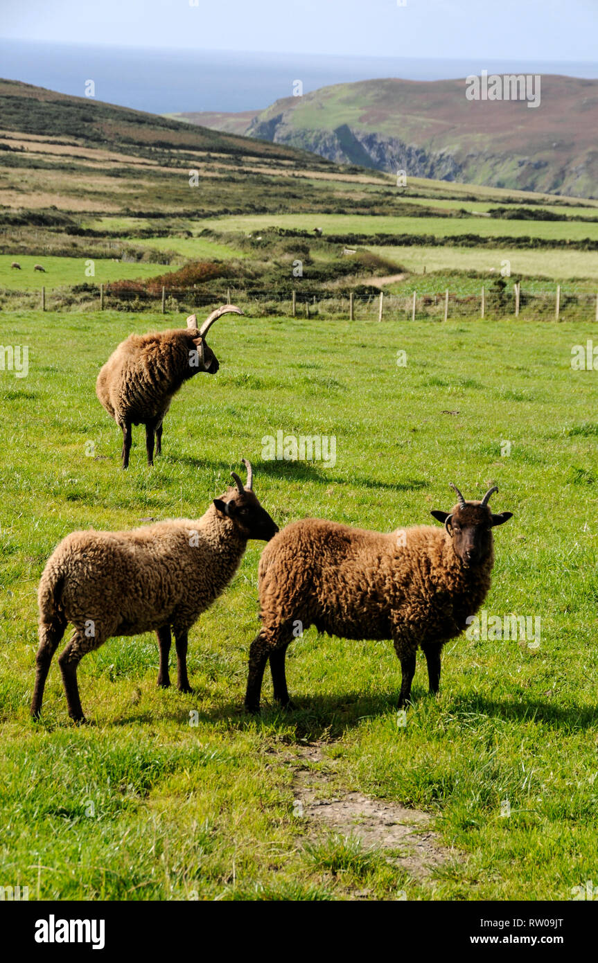 A small flock of Manx Loaghtan ewes, a rare breed of sheep native to ...