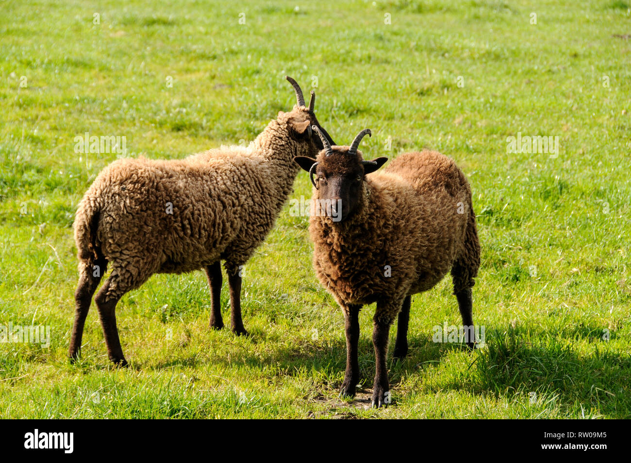 Manx loaghtan hi-res stock photography and images - Alamy