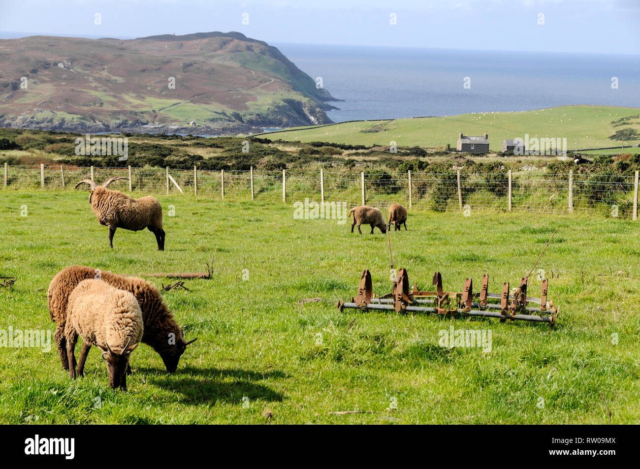 Manx loaghtan hi-res stock photography and images - Alamy