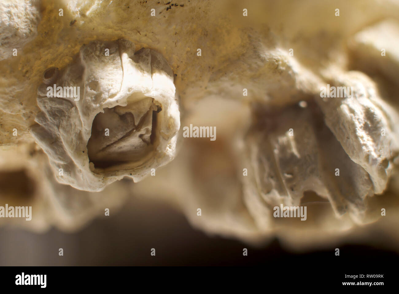 A macro shot of barnacles on an oyster shell Stock Photo - Alamy