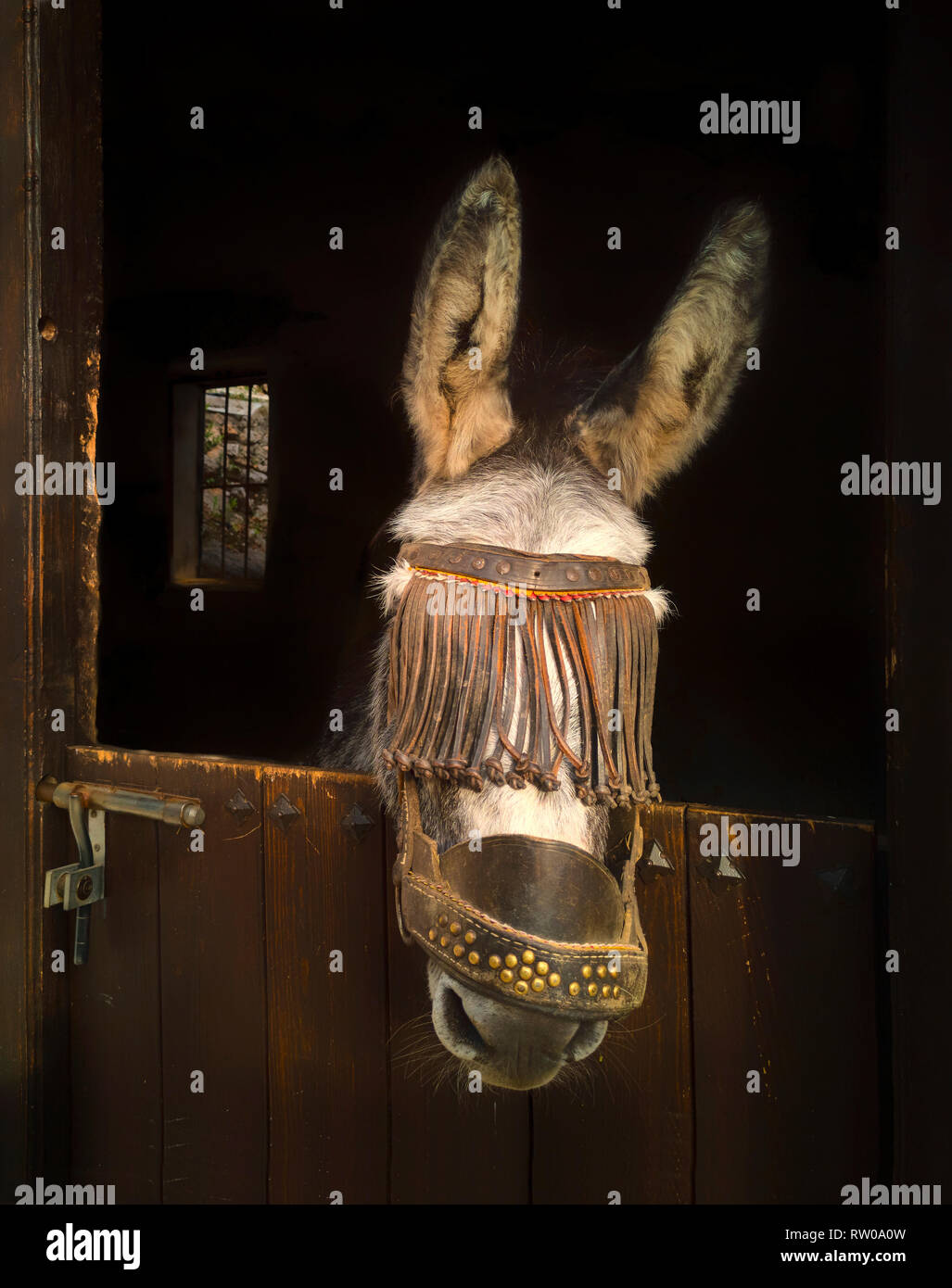 Jack Donkey looking over a stable door, Frigiliana, Malaga Province ...