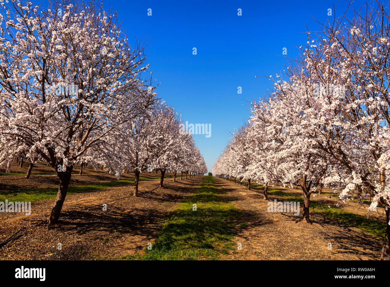 Rows of cherry trees in an orchard in spring hi-res stock photography ...