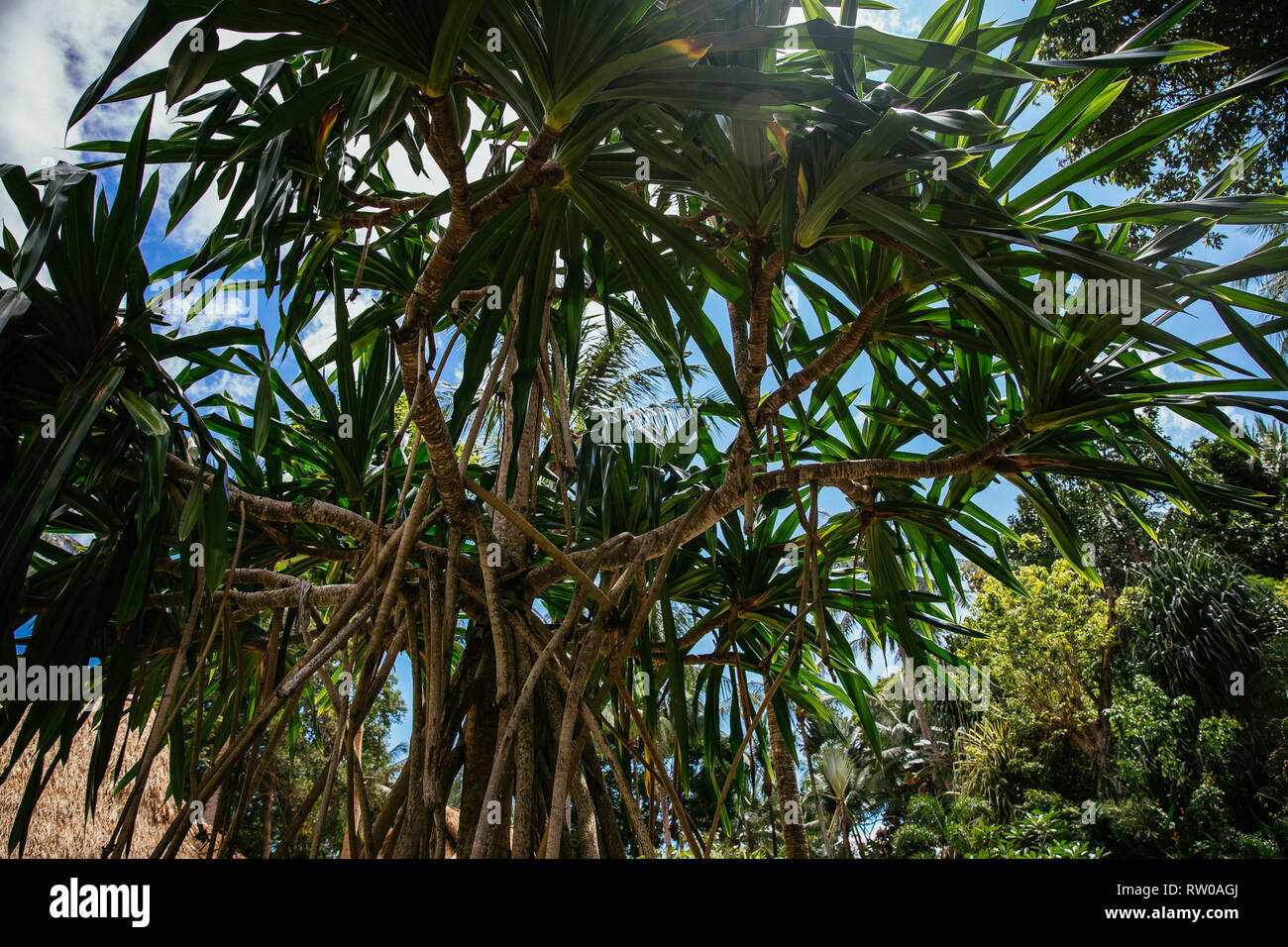 Banyan Tree Bintan, Bintan Island, Riau Islands, Indonesia Stock Photo ...