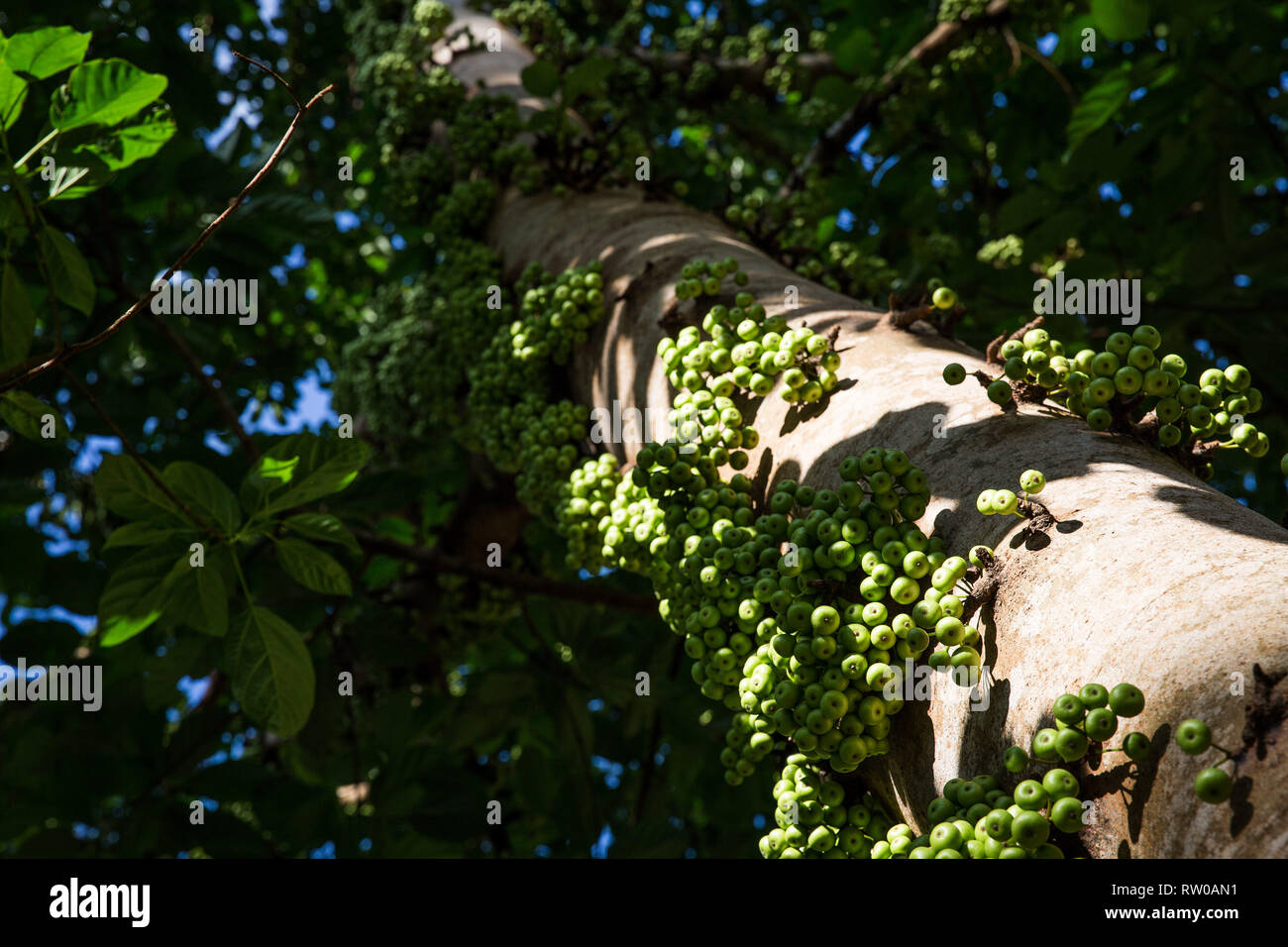 Banyan Tree Bintan, Bintan Island, Riau Islands, Indonesia Stock Photo ...