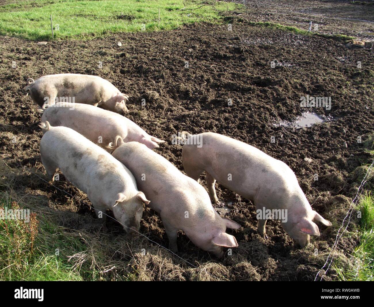 Free range pigs in Norway Stock Photo - Alamy