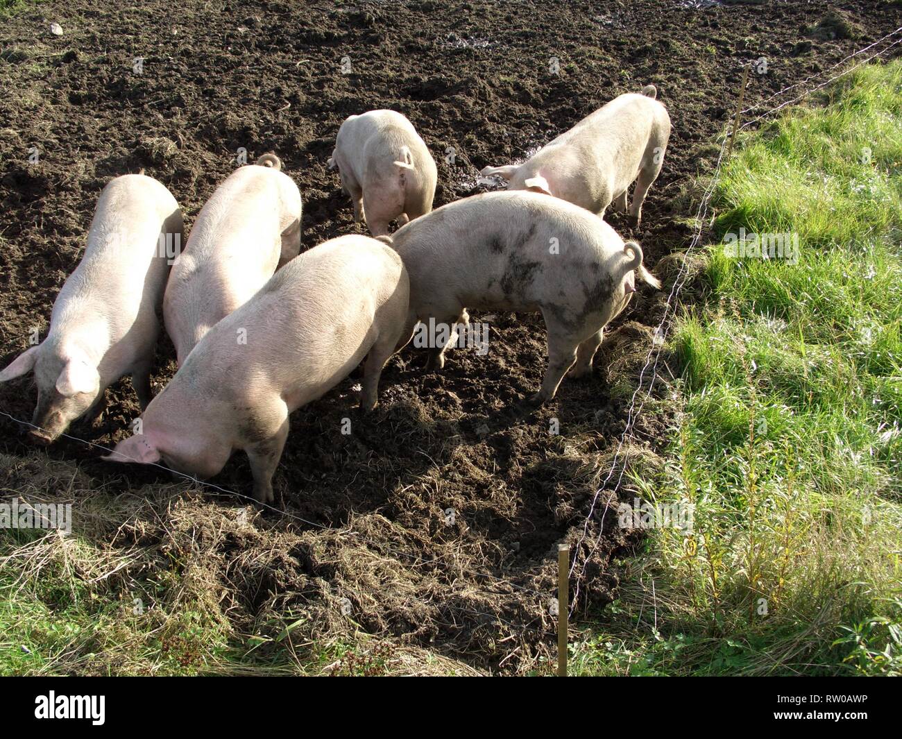 Griser hi-res stock photography and images - Alamy