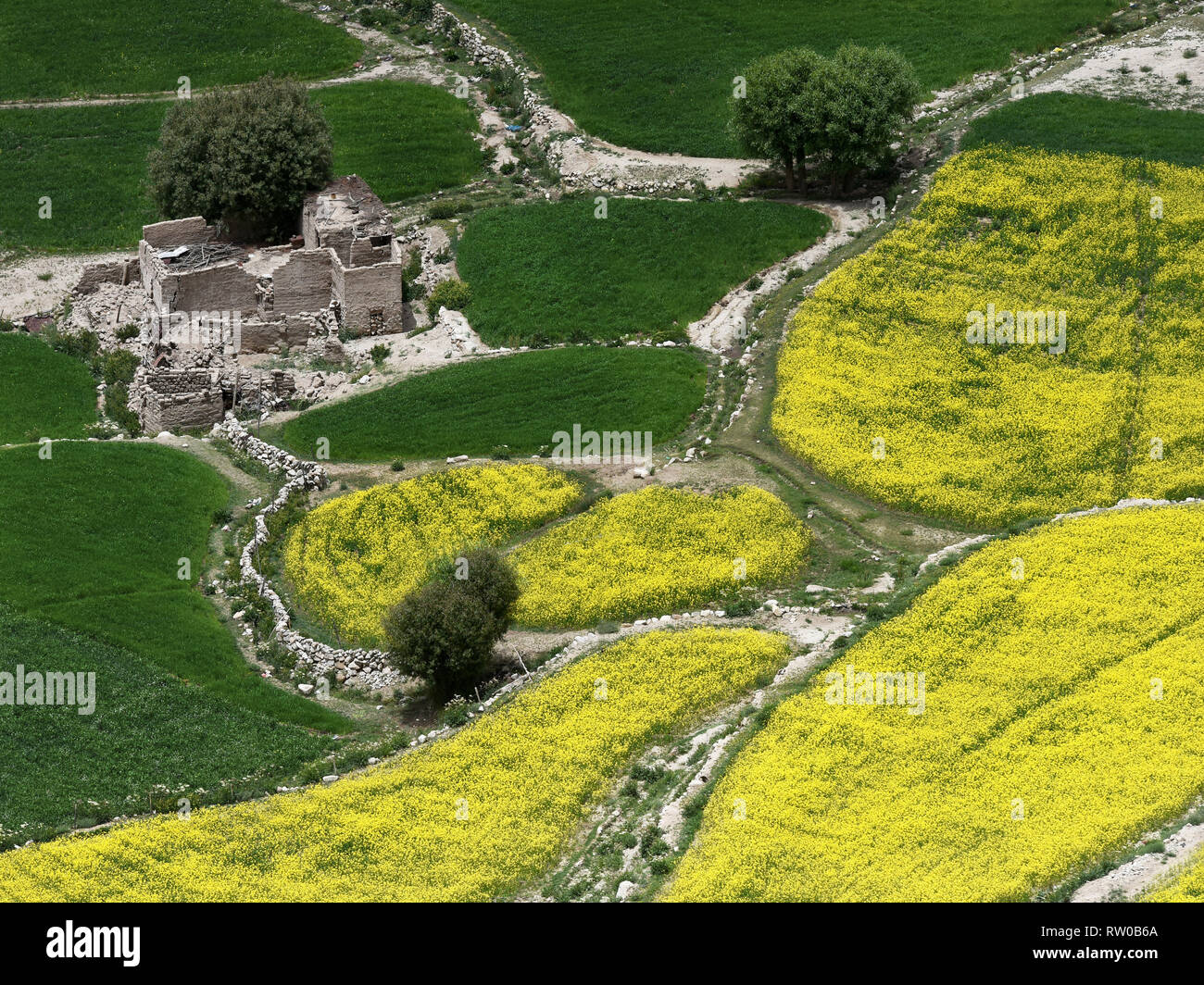 Green trees with round crowns on the background of green and yellow ...